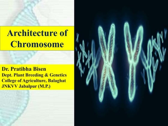 Chromosome Structure & Function | PPTX | Genetics | Science
