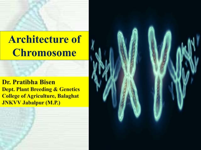 Chromosome Structure & Function | PPTX