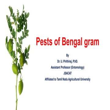 Pests of Bengal gram_Identification_Dr.UPR.pdf