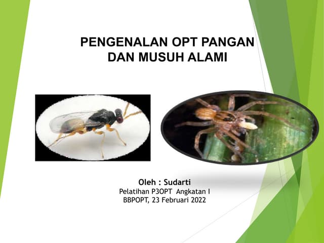 Hama pada tanaman tembakau | PPTX