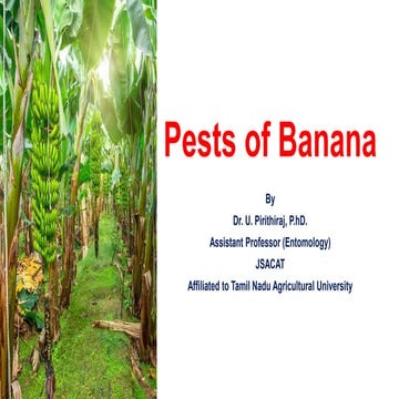 Insect pests of banana | PDF