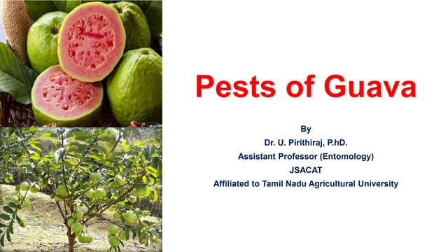 Insect pests of guava and control | PDF