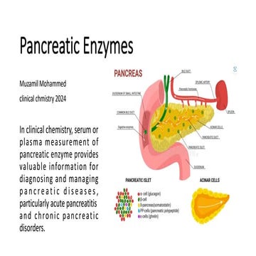 5.Pancreatic Enzymes. Exocrine function of pancreas Enzyme of pancreas ...