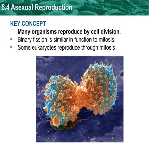 PPT Grade-7 Asexual reproduction In Animals.pptx