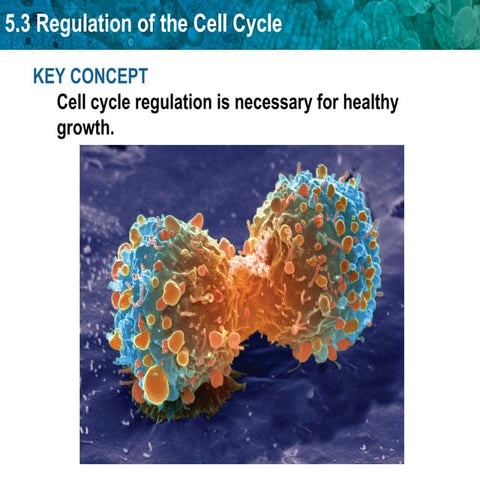cell cycle and its application in tissue engineering | PPT