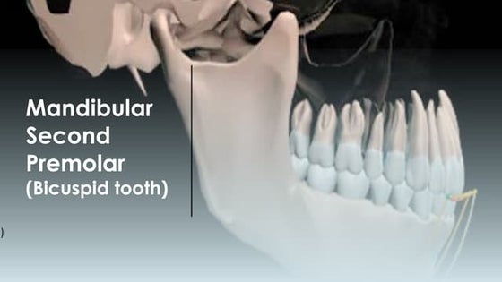 Maxillary second molar | PPTX | Dental Health | Diseases and Conditions