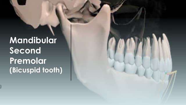2nd Upper Premolar Anatomy | PPTX