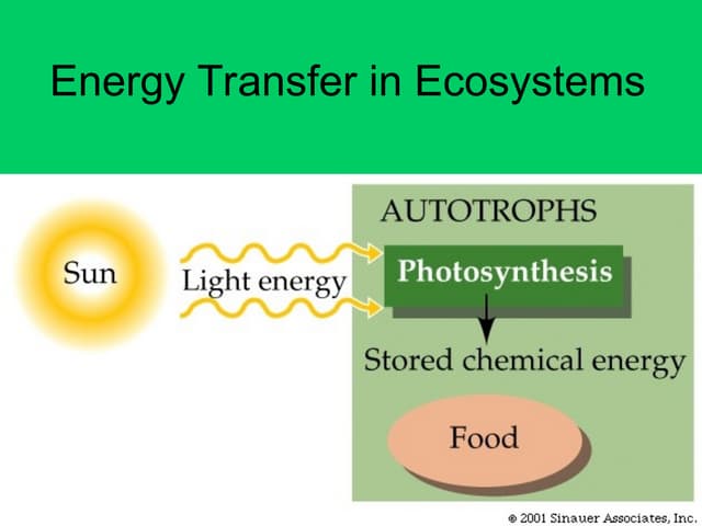 Energy flow in an ecosystem grade 7 q2.pptx