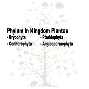 5.1 TAXONOMIC.CLASSIFICATION.HIERARCHY 2.pptx