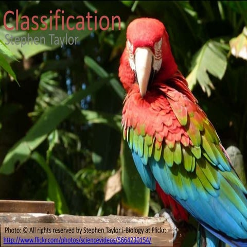 Animal Phyla | PPT