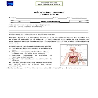 Prueba sistema digestivo | DOCX