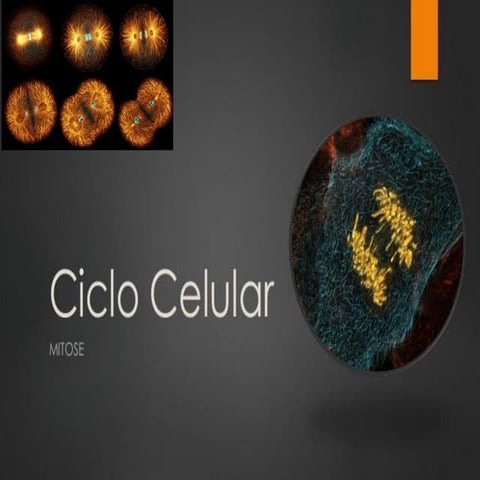 Ciclo celular - PowerPoint resumo da matéria | PDF