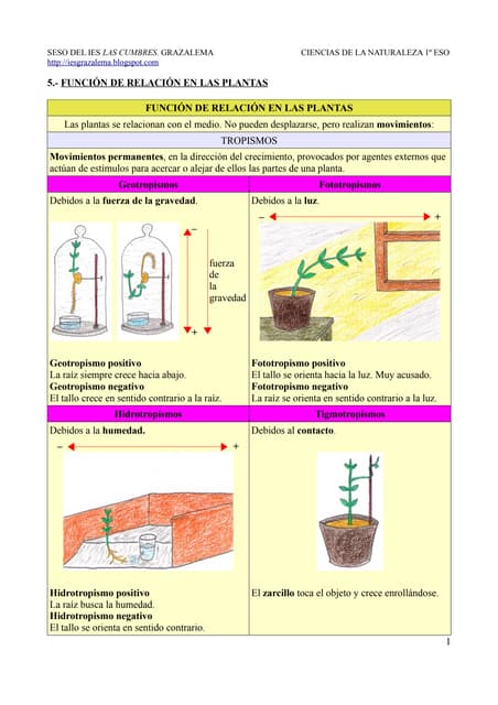 Hoja De Trabajo Sobre Los Tropismos De Las Plantas GUIA PEDAGOGICA