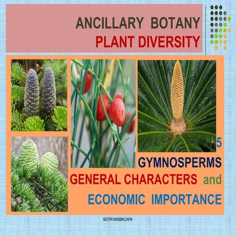5 gymnosperm | PDF