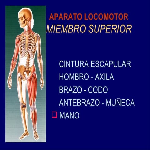 Anatomia Region Palmar | PPT