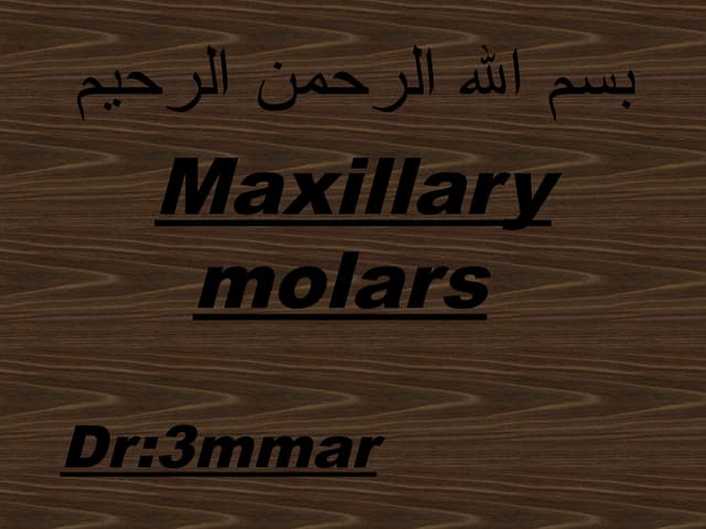 Upper First Molar Ppt