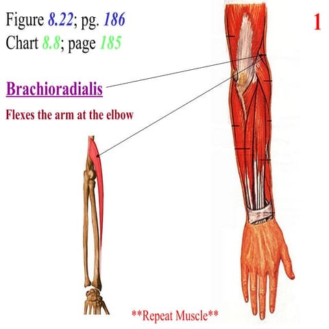 5. posterior arm forearm | PPT
