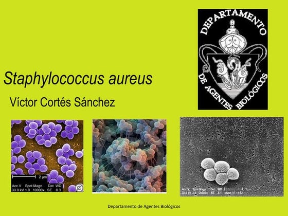 Staphylococcus aureus | PPT