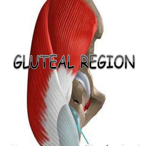 5 st under gluteus maximus obturator nerve | PPTX