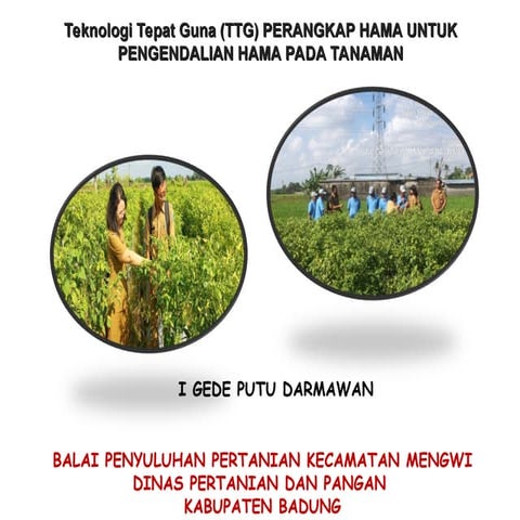 5-TTG PERANGKAP HAMA CABAI rawit merah 2022.ppt