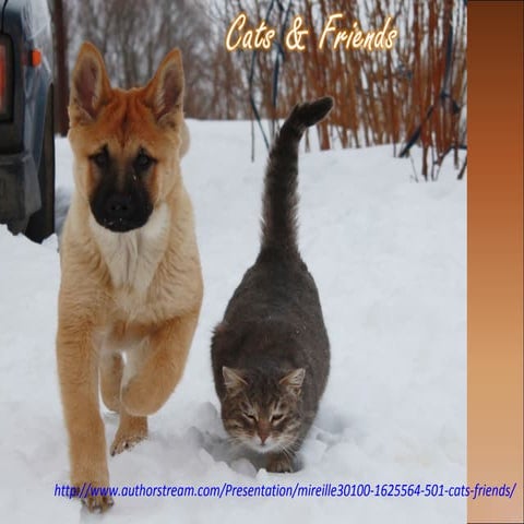 501- Cats & friends | PPT