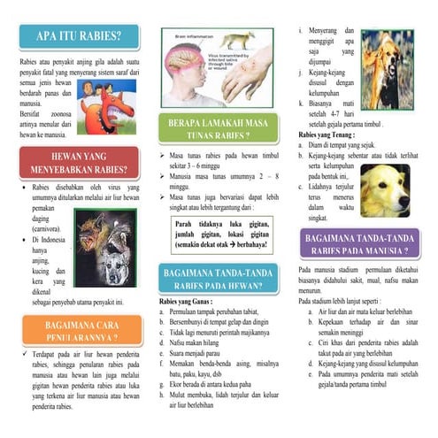 508567664-Leaflet-Rabies.docxa anjing gila | PPT