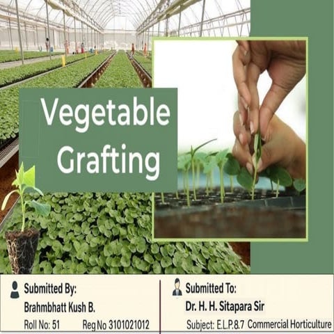 Vegetable Grafting: Techniques, Methods and Future Prospects | PPTX