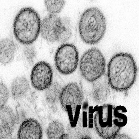 Virus e bacterias | PPT