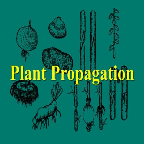 Plant propagation | PDF