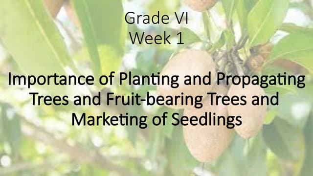 Importance of Planting and Propagating Trees | PPTX