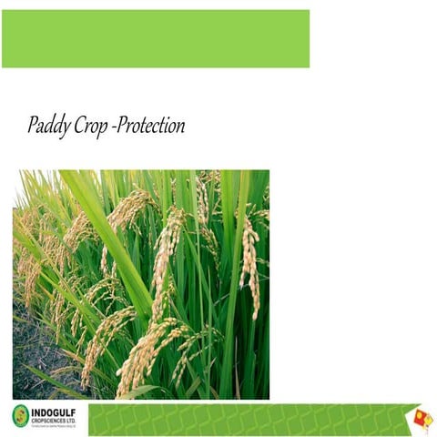 Rice crop production techniques | PPTX | Agriculture | Industries