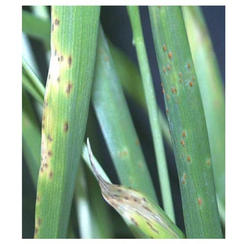 Czembor J H Barley Leaf Rust | PDF