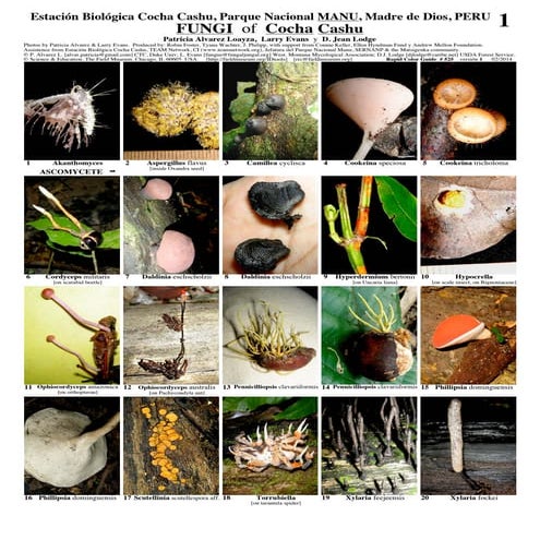 hongos parque nacional del manu cocha cashu | PDF