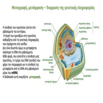 Αντιγραφή, μεταγραφή, μετάφραση: Η ροή της γενετικής πληροφορίας | PPT