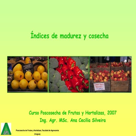 Mango maturity and ripeness guide | PDF