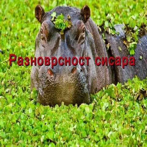 Raznovrsnost sisara | PPT