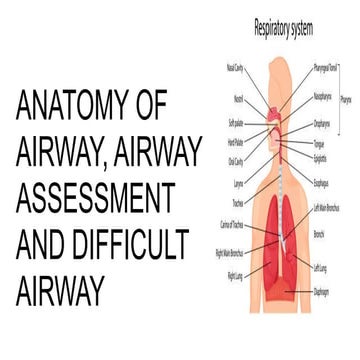 Detailed Anatomy of all the structures of Upper airway | PPTX
