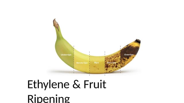 Fruit Ripening and Changes occurring during Ripening | PPTX