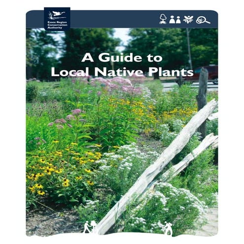 Native-Plant-Guide-for-web | PDF | Beekeeping | Hobbies & Interests