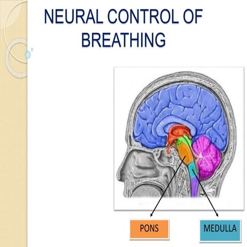 677556.ppt | Lung and Respiratory Health | Diseases and Conditions