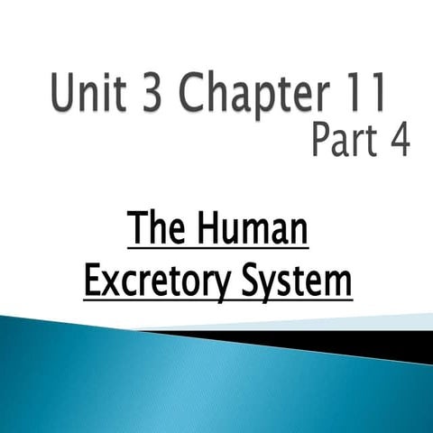 Human Excretory System Pptx Pptx