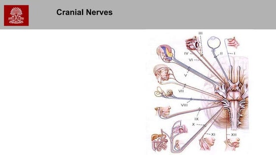 The 12 cranial nerves in the human brain | PPT