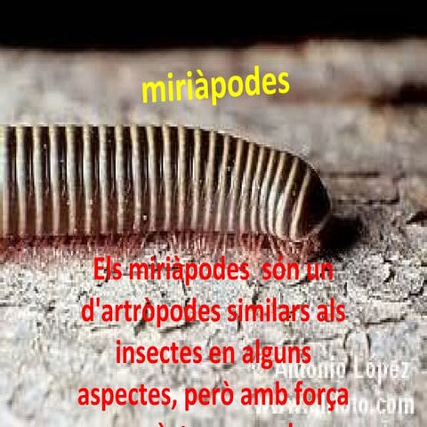 miriàpodes | ODP