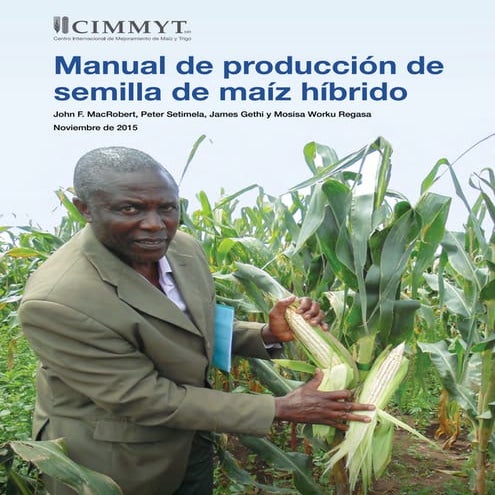 manual de produccion de semilla de maiz hibrido | PDF
