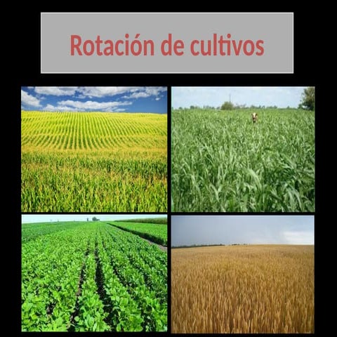 La-Rotacion-de-Cultivos-Presentacion.pptx