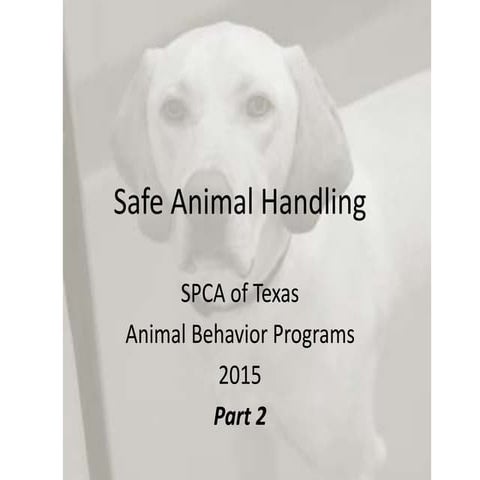 Safe Animal Handling Part 2 | PPTX