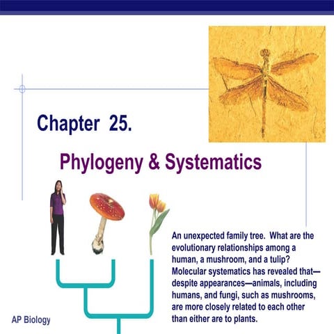 58 ch25phylogeny2005 | PPT