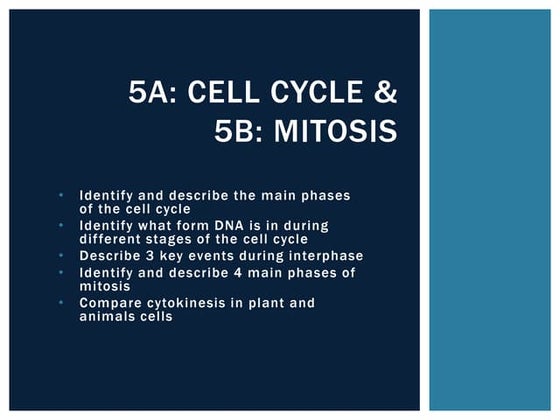 Mitosis | PPT