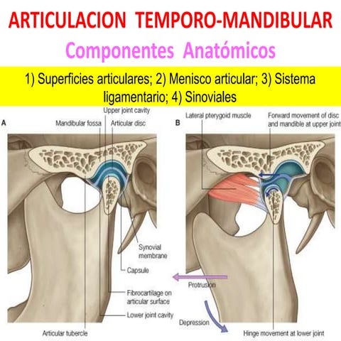 Arcos, Hendiduras Y Bolsas FaríNgeas | PPT