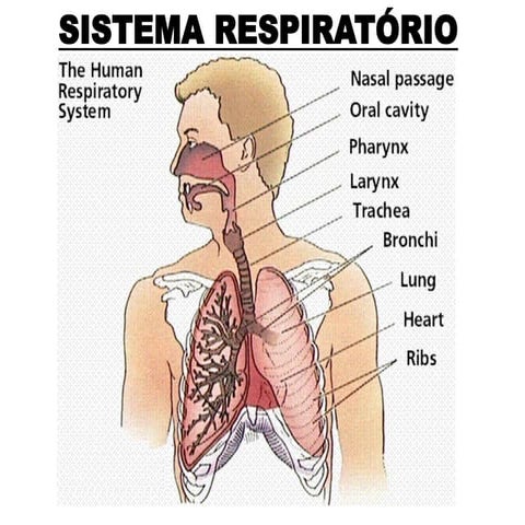 5° AULA - SISTEMA RESPIRATÓRIO.ppt